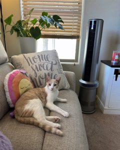 Cascade Website: Premium Tower Fans with Remote Control