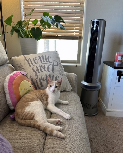 Cascade Website: Premium Tower Fans with Remote Control